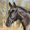 Category: Dressage Stallions