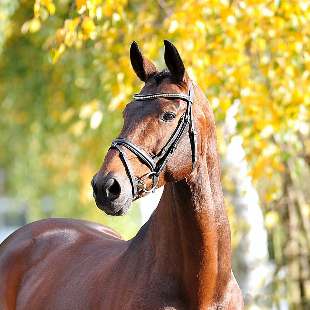 Stallion Gallery (Equine Semen For Sale)