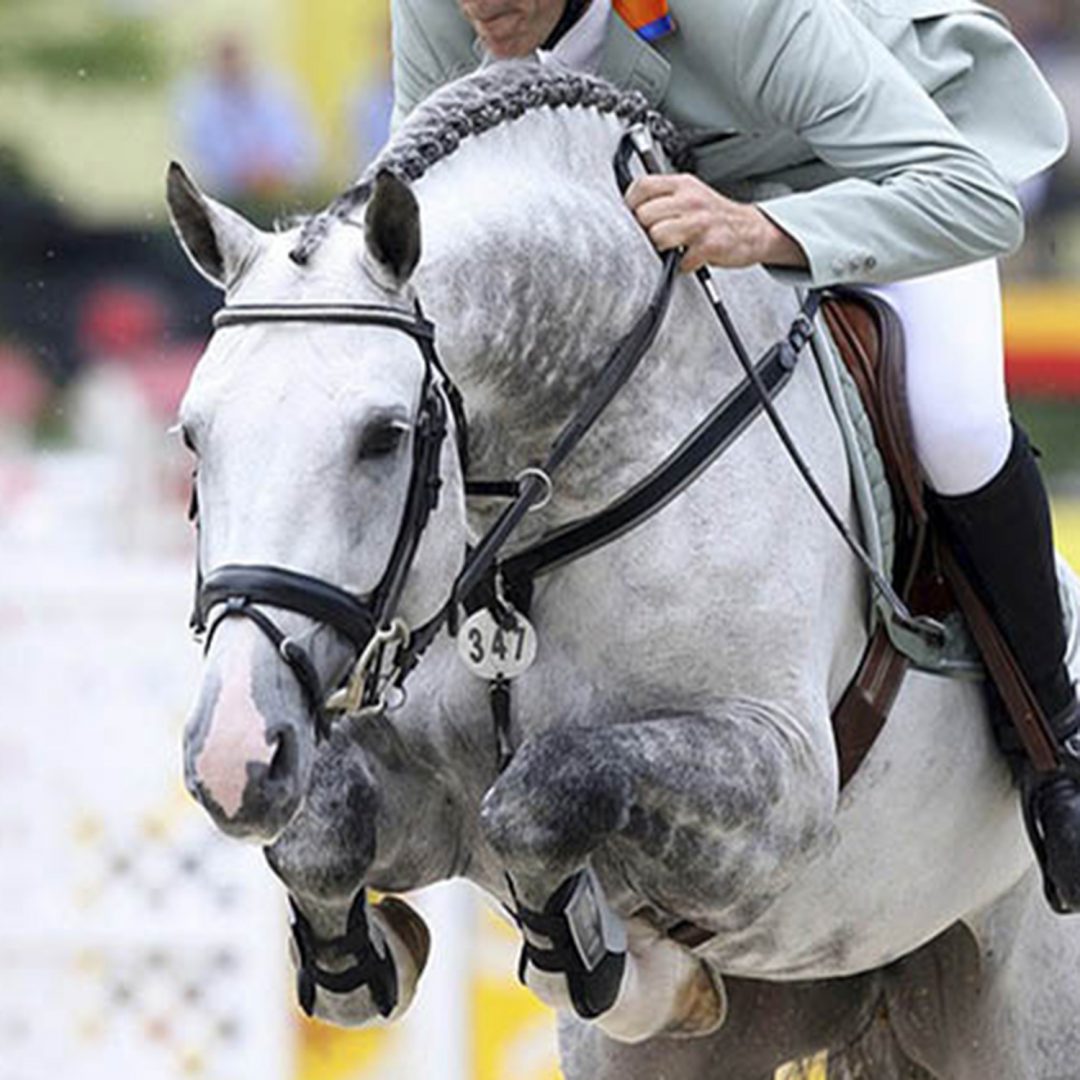 Equine Semen For Sale, Horse Station Gallery