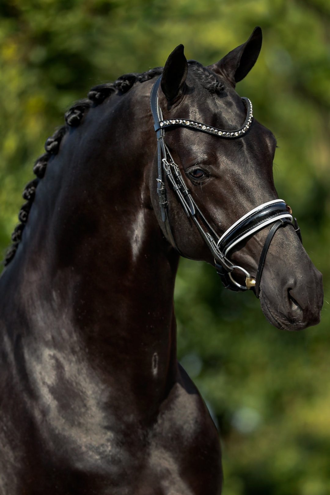 LE FORMIDABLE | Yancey Farms