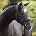 Category: Dressage Stallions